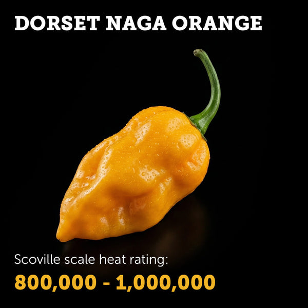 Orange Dorset Naga Chilli Seeds | Ignition Seeds – Ignition Seed Company