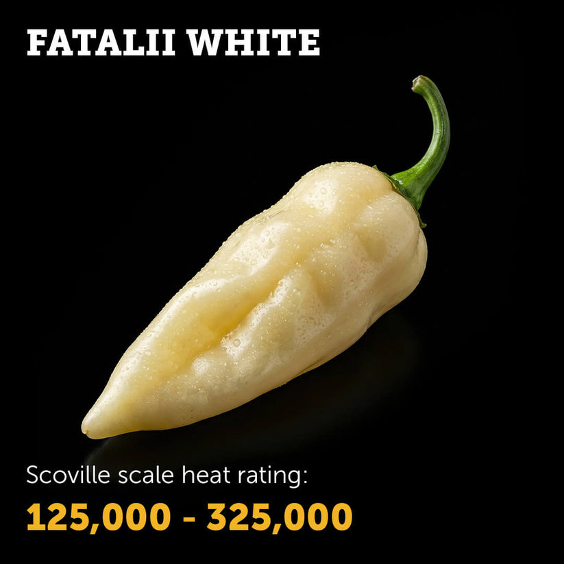 White Fatalii Chilli Seeds | Ignition Seeds – Ignition Seed Company