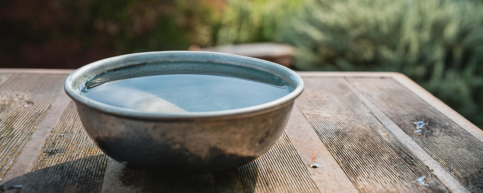 How to Germinate Chilli Pepper Seeds: Easy Guide for Gardeners ...