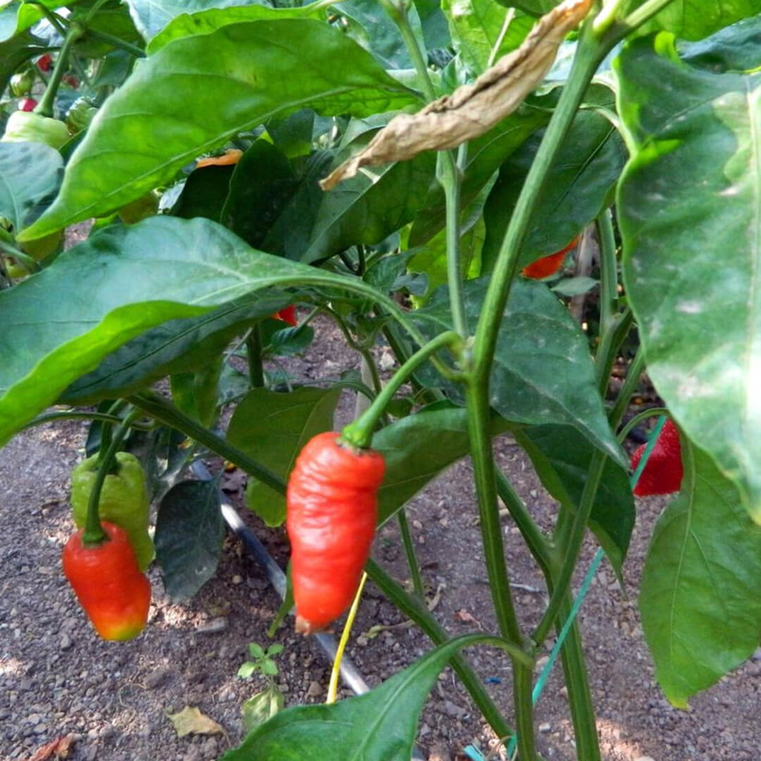 Dragon’s Breath Chilli: One Of The Hottest Peppers in the World ...