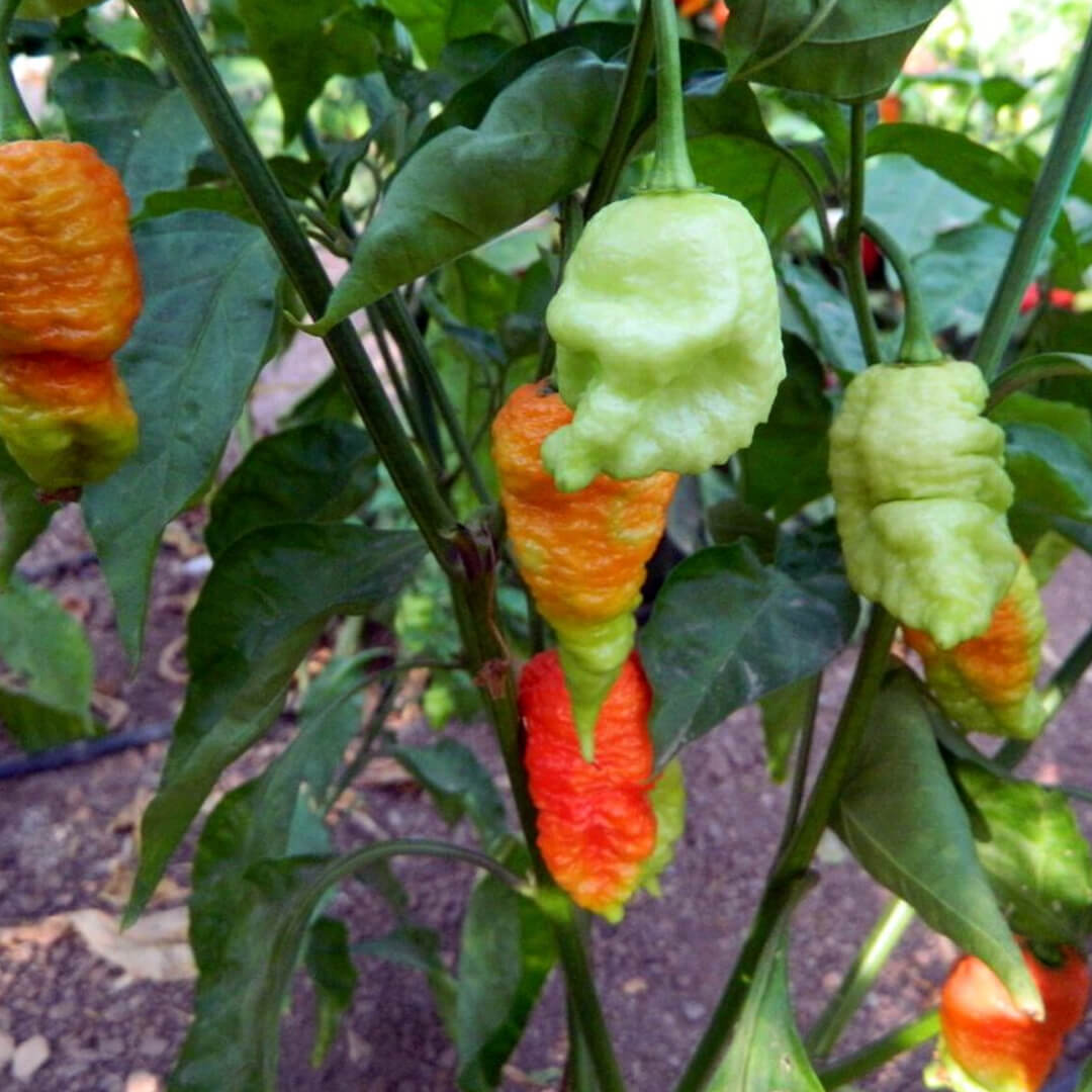 Dragon’s Breath Chilli: One Of The Hottest Peppers in the World ...
