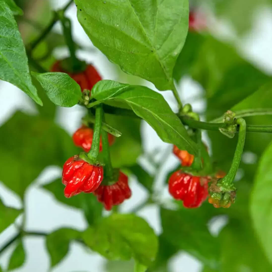 Dragon’s Breath Chilli: One Of The Hottest Peppers in the World ...