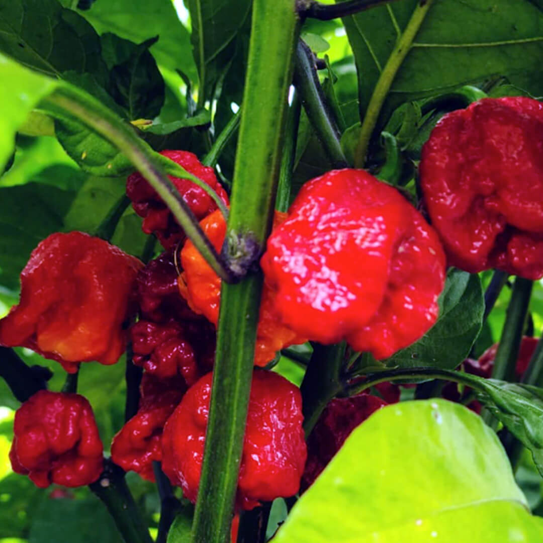 Dragon’s Breath Chilli: One Of The Hottest Peppers in the World ...