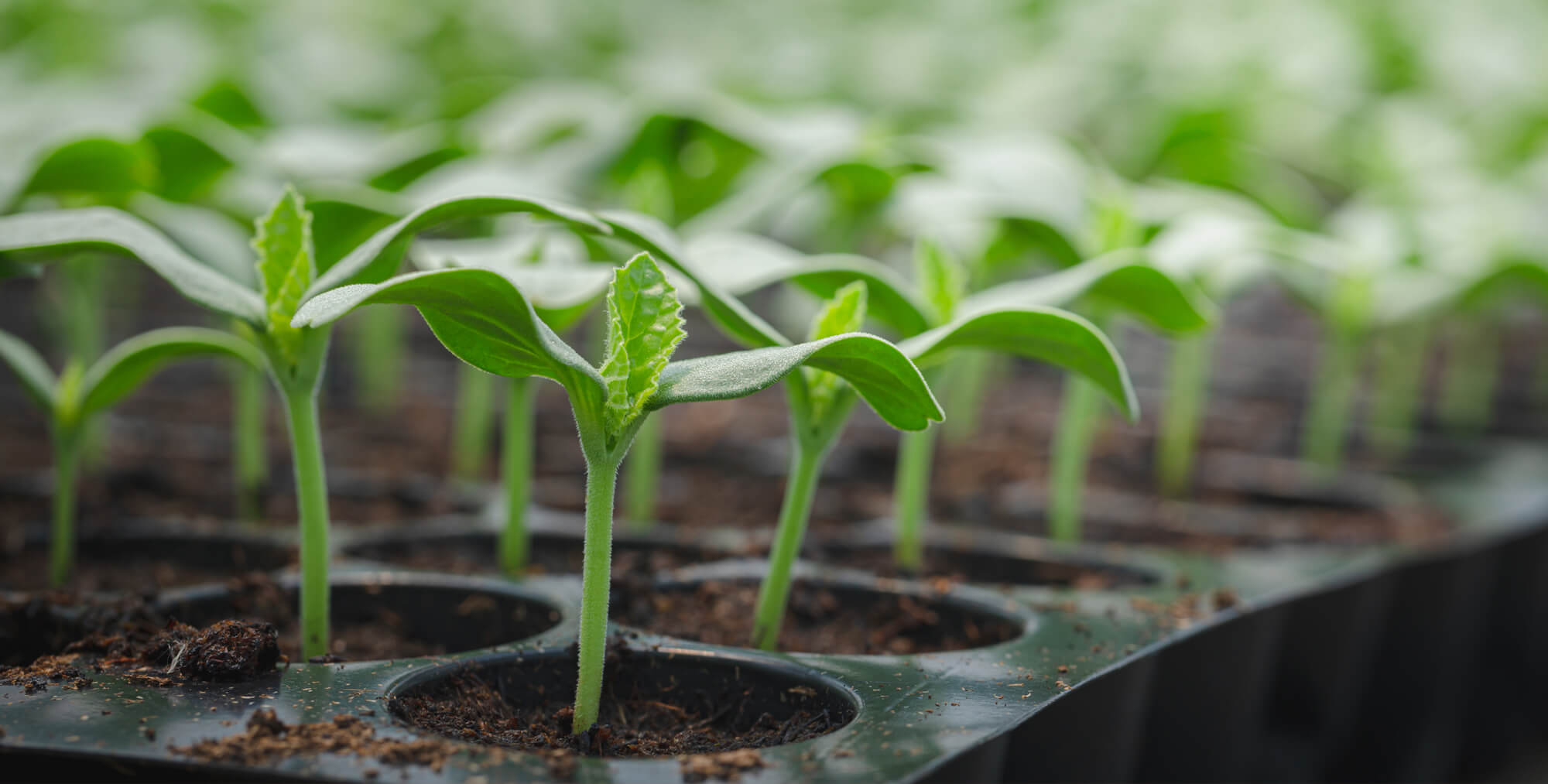 How to Germinate Chilli Pepper Seeds: Easy Guide for Gardeners ...