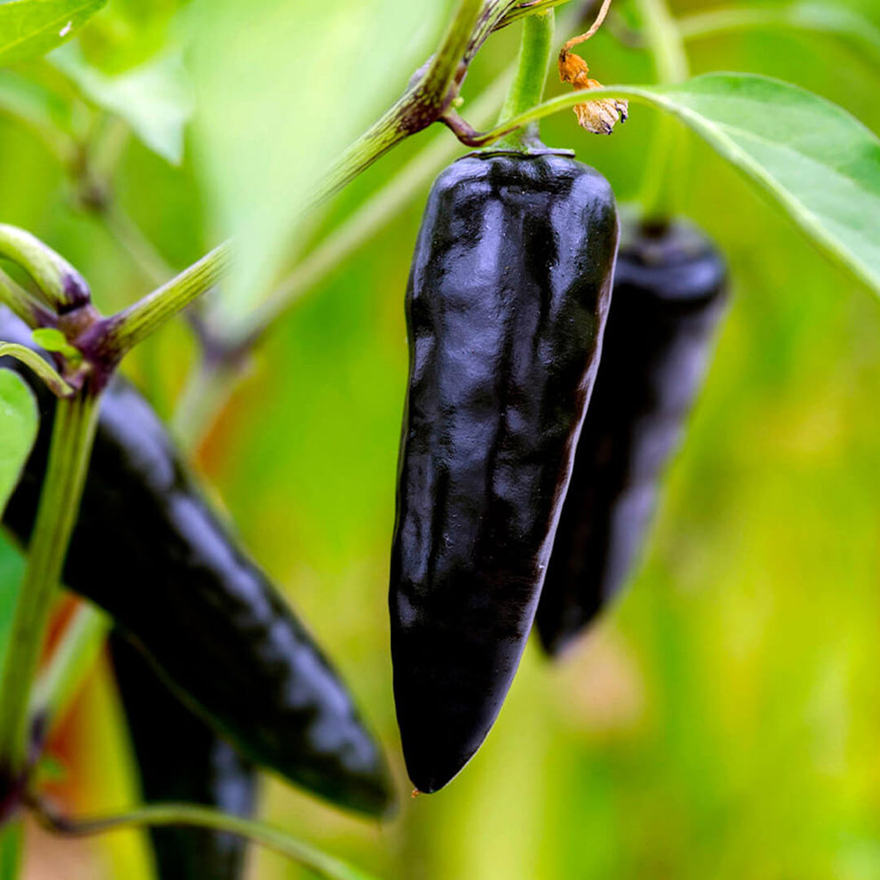 Discover the Heat of Hungarian Black Chilli - A Prolific and Impressive ...