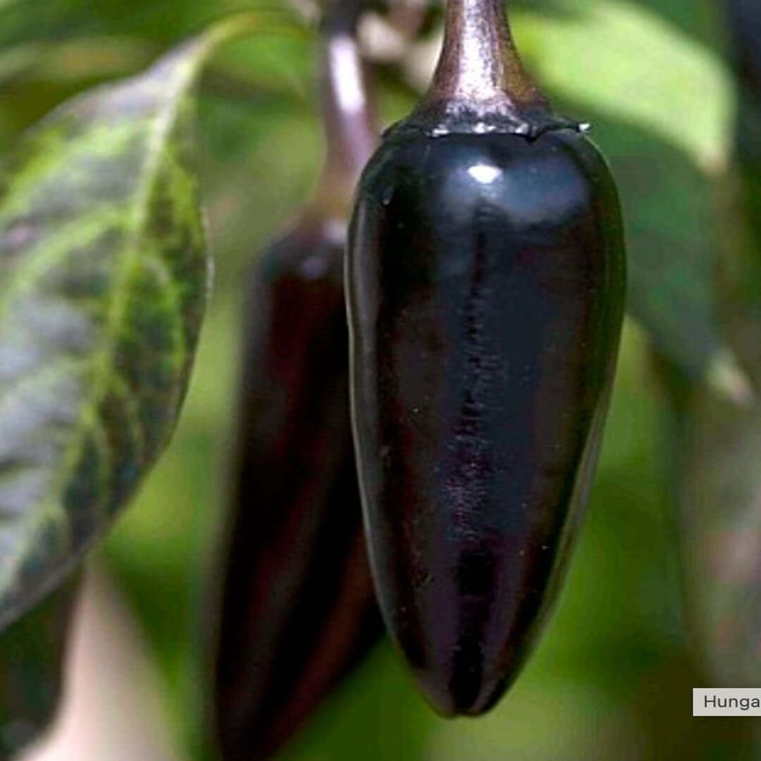 Discover the Heat of Hungarian Black Chilli - A Prolific and Impressive ...