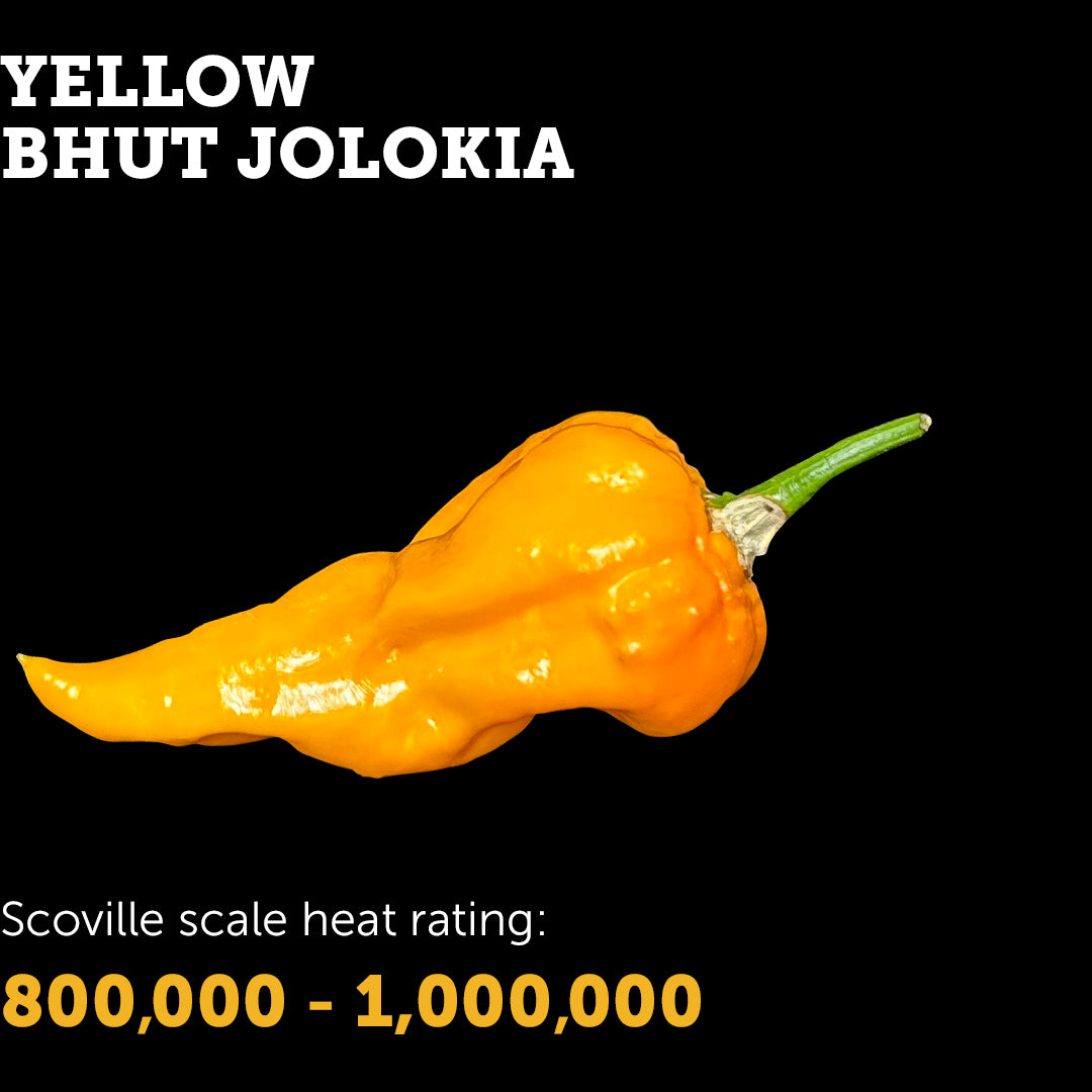 Bhut Jolokia Yellow Seeds – Bright Heat for NZ Chilli Growers – Ignition Seed Company