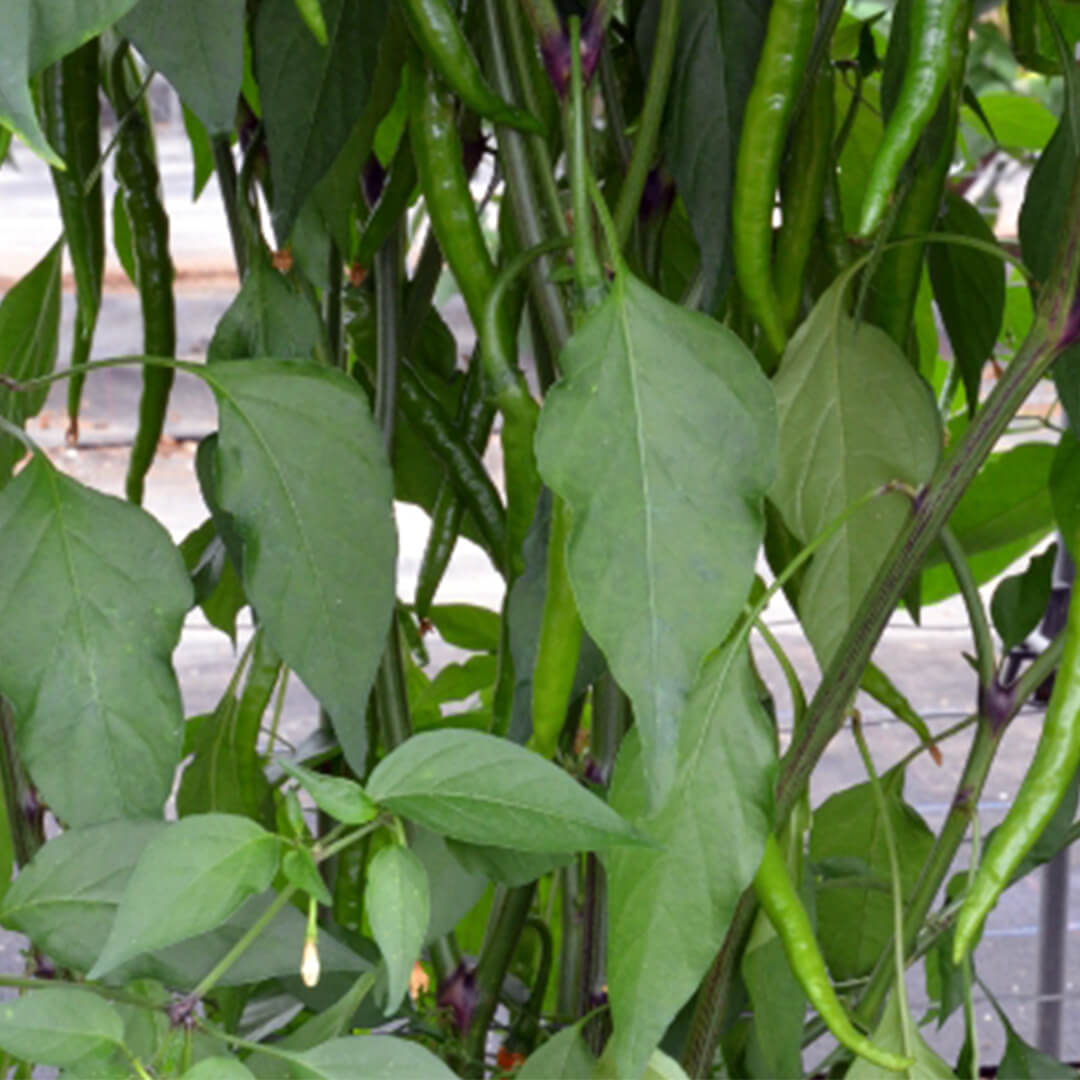 Discover the Spice of India with the Jwala Chilli Pepper – Ignition ...