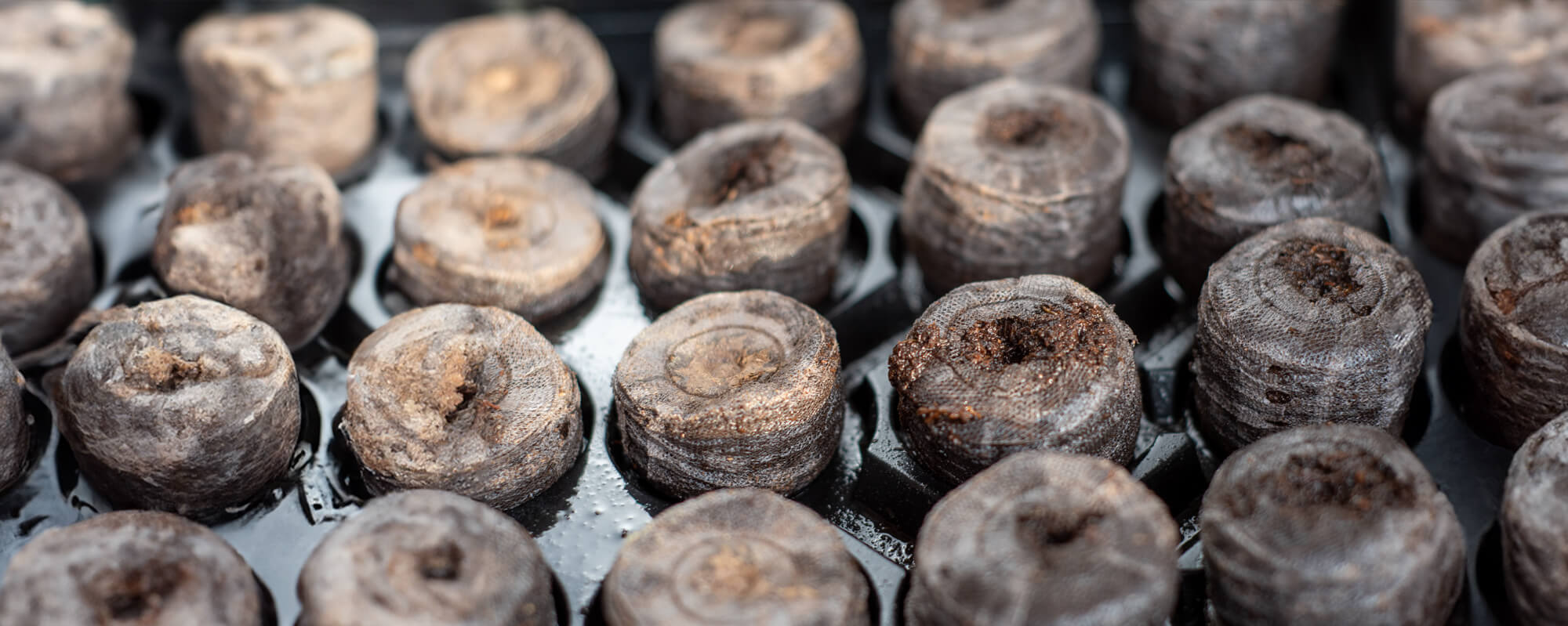 How to Germinate Chilli Pepper Seeds: Easy Guide for Gardeners ...