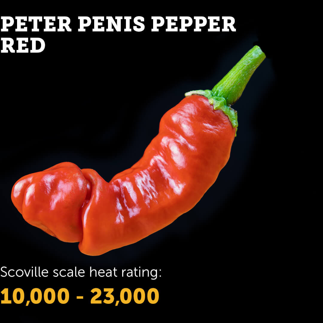 All Chilli Pepper Seed Varieties – Page 5 – Ignition Seed Company