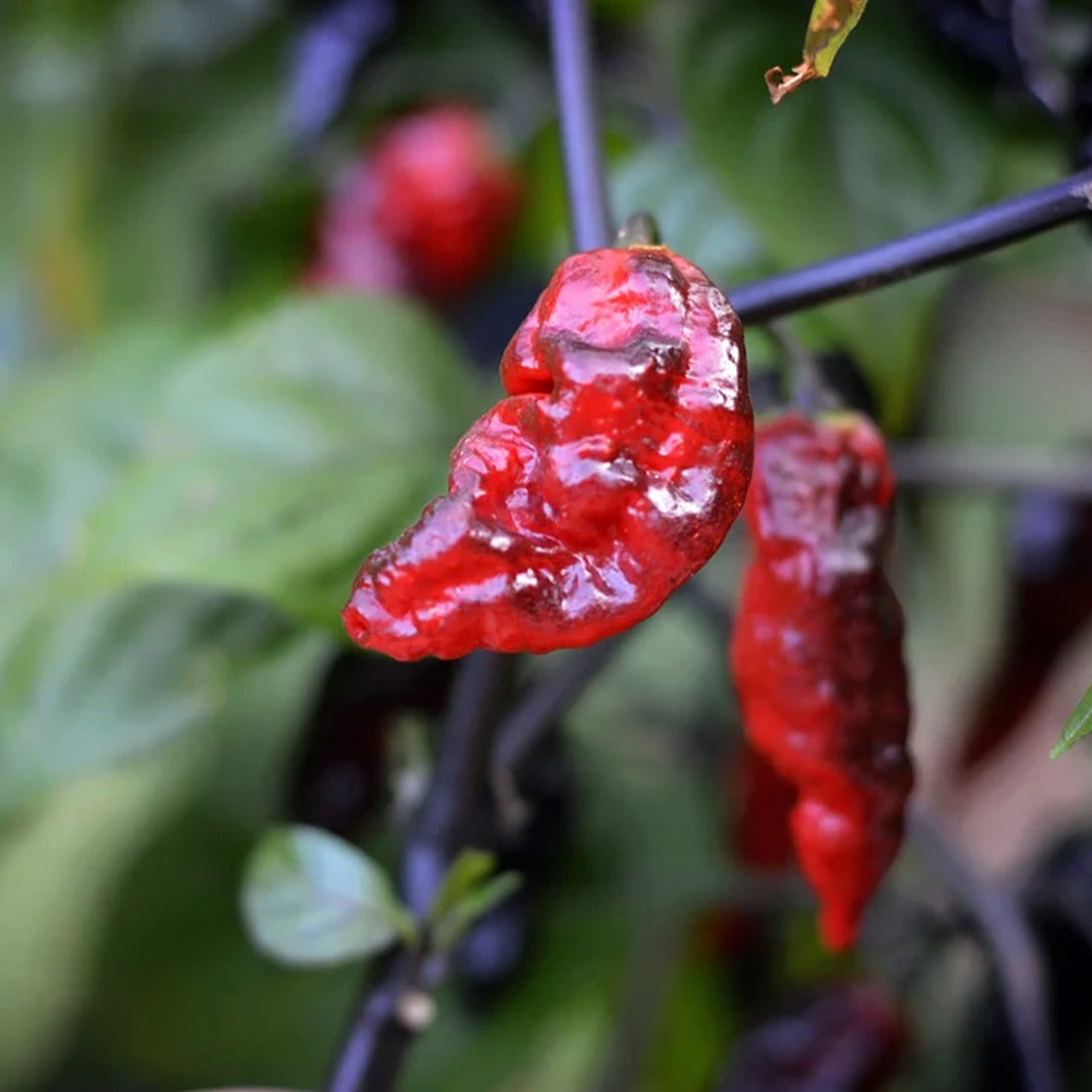 Pimenta Leopard Seeds – Exotic Looks, Wild Heat, NZ Grown – Ignition ...