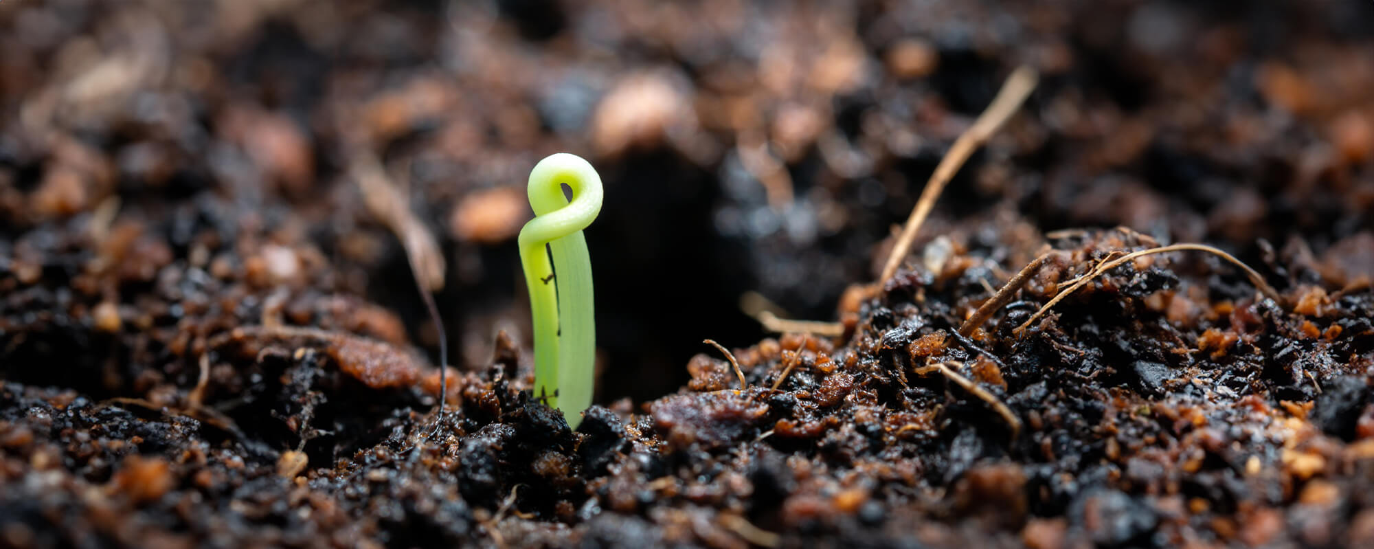 How to Germinate Chilli Pepper Seeds: Easy Guide for Gardeners ...