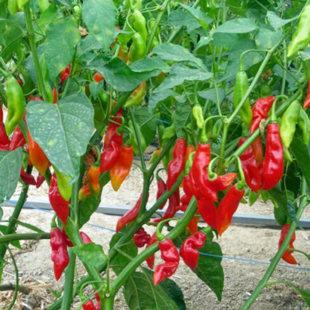 All Chilli Pepper Seed Varieties – Page 4 – Ignition Seed Company