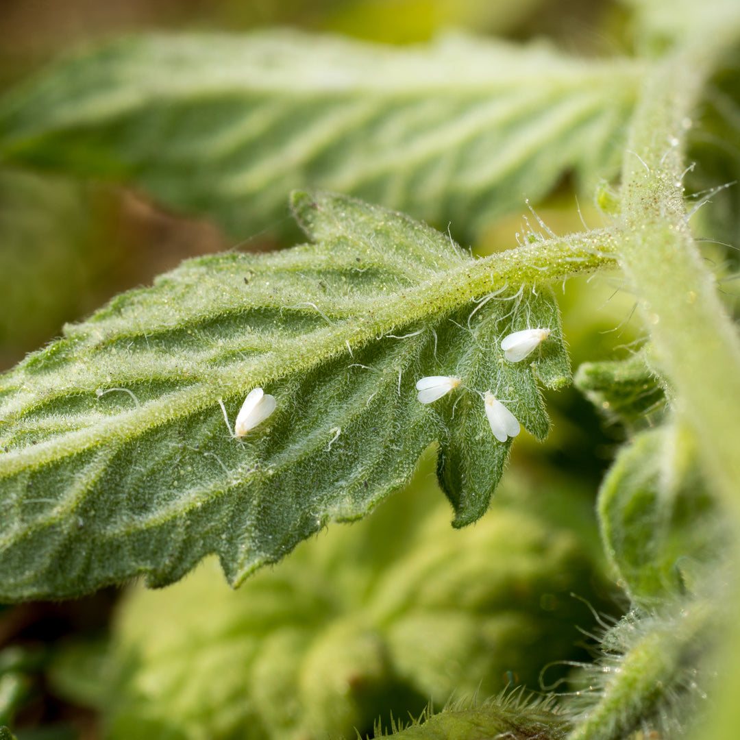 Whitefly – Ignition Seed Company