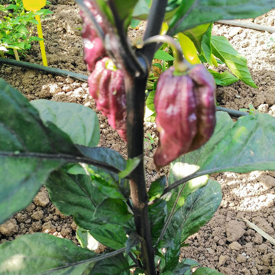 All Chilli Pepper Seed Varieties – Page 4 – Ignition Seed Company