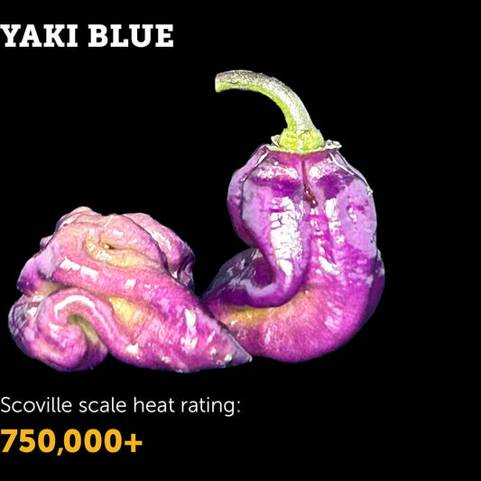 All Chilli Pepper Seed Varieties – Page 4 – Ignition Seed Company