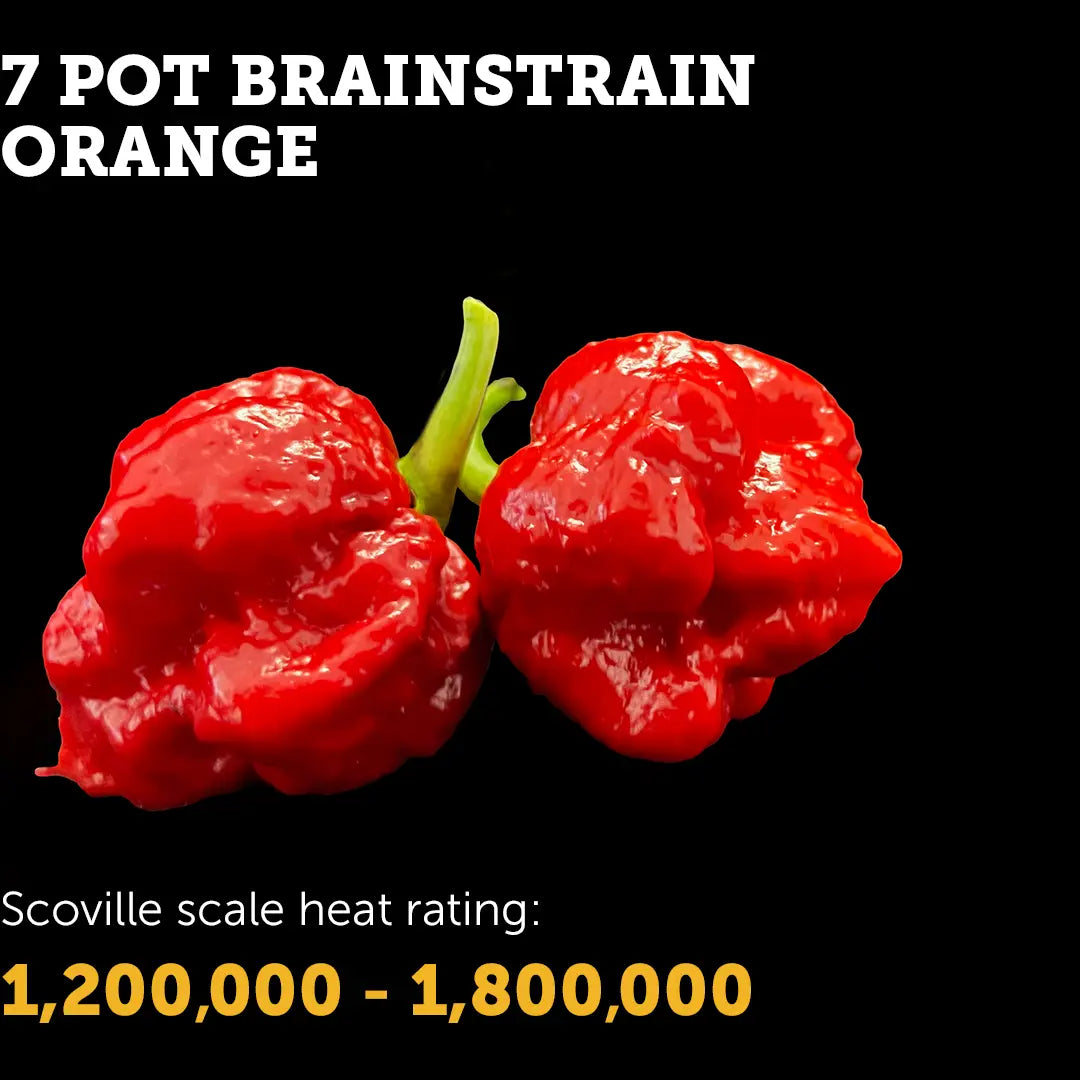 Insane in the Brainstrain: The Hottest Chilli on the Planet! – Ignition ...